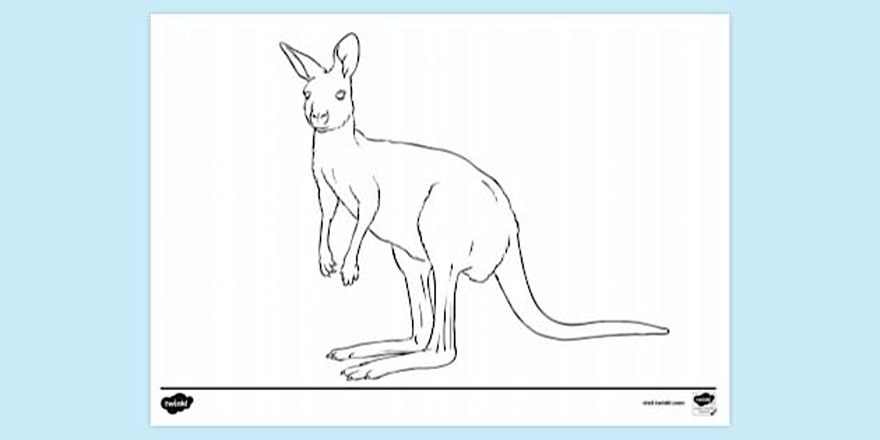 Kangaroo Colouring Sheet | Colouring Sheets | Twinkl