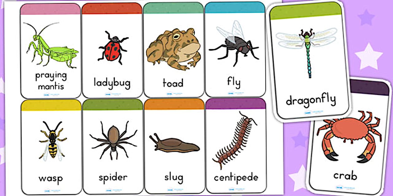 Editable Minibeasts Flashcards (professor feito) - Twinkl