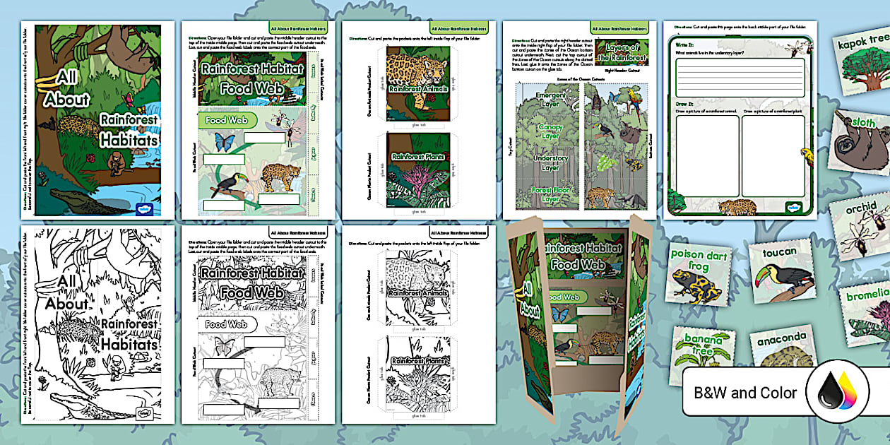 All About Rainforest Habitats Trifold File Folder - Twinkl