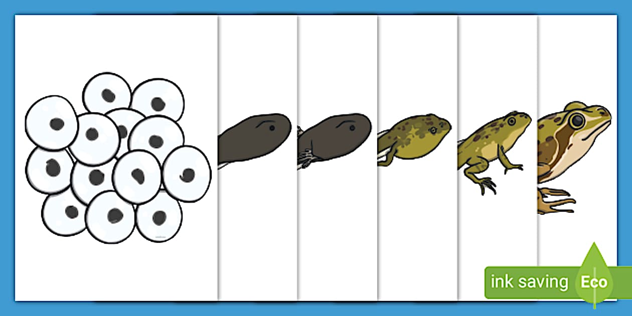Frog Life Cycle Cut-Outs (Teacher-Made) - Twinkl