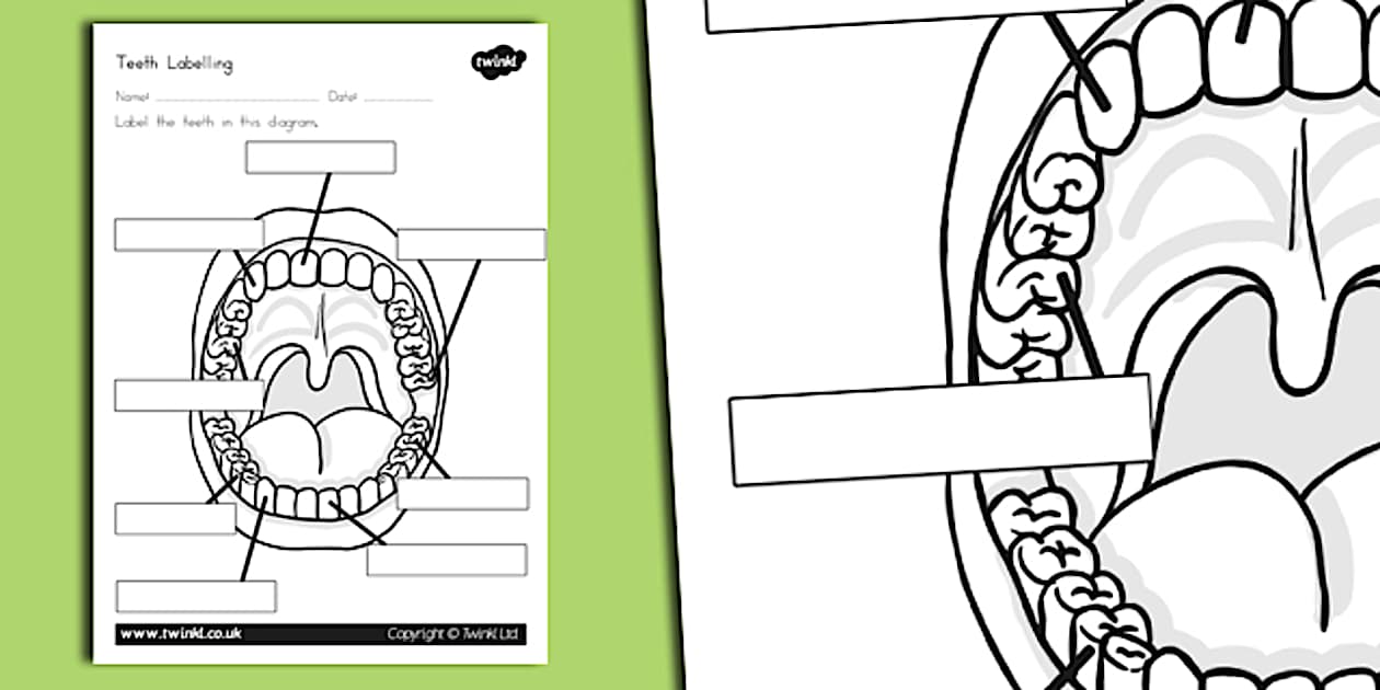 Teeth Labeling Worksheet (Teacher-Made) - Twinkl