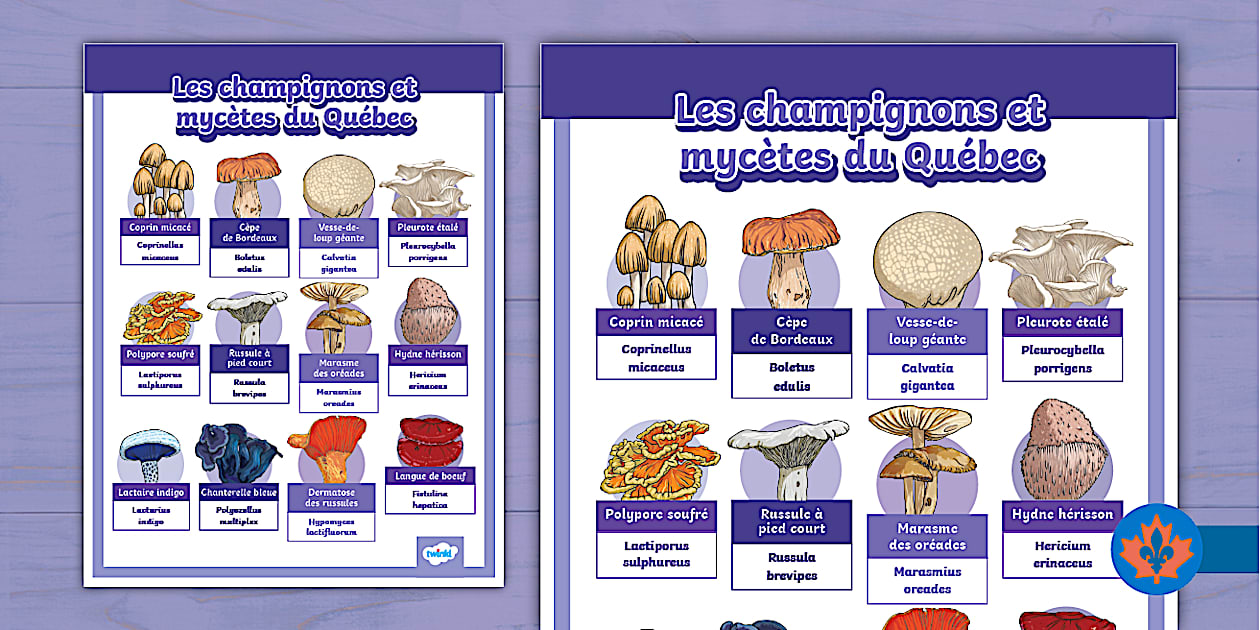 Mushrooms and Fungi of Québec Poster French - Twinkl