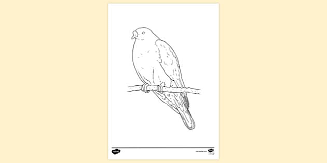 Cook Islands Pigeon Colouring Sheet | Colouring Sheets
