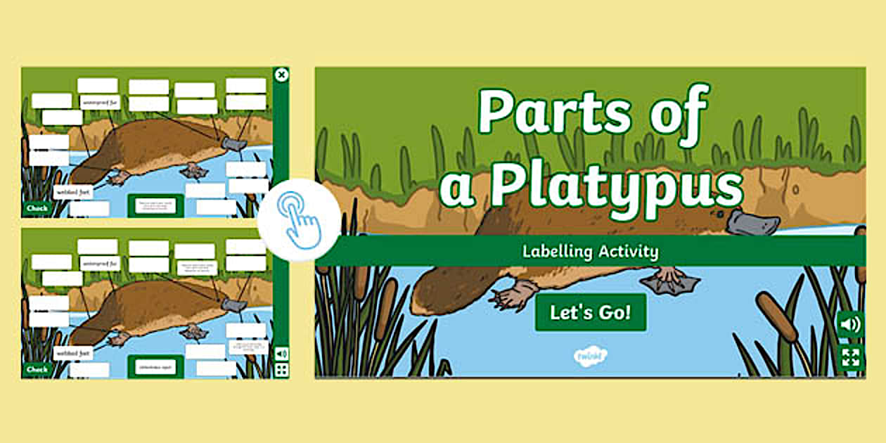 Parts of a Platypus Labelling Activity (teacher made)