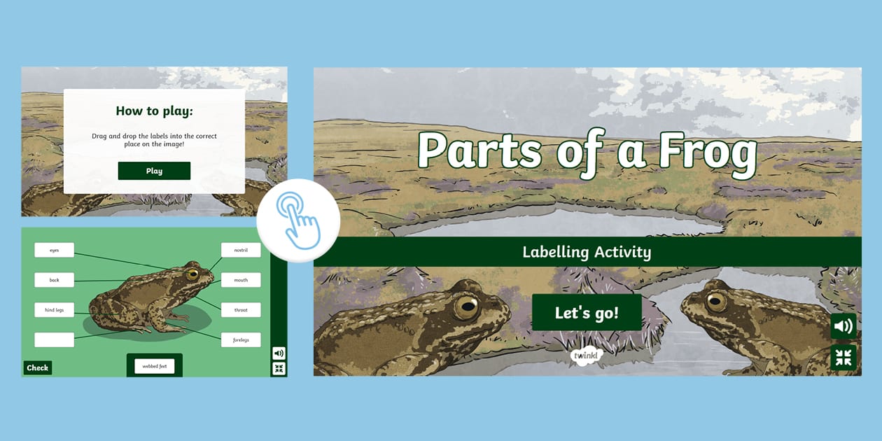Parts of a Frog Interactive Labelling Activity