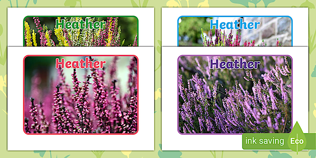 Heather Flower Photo Pack