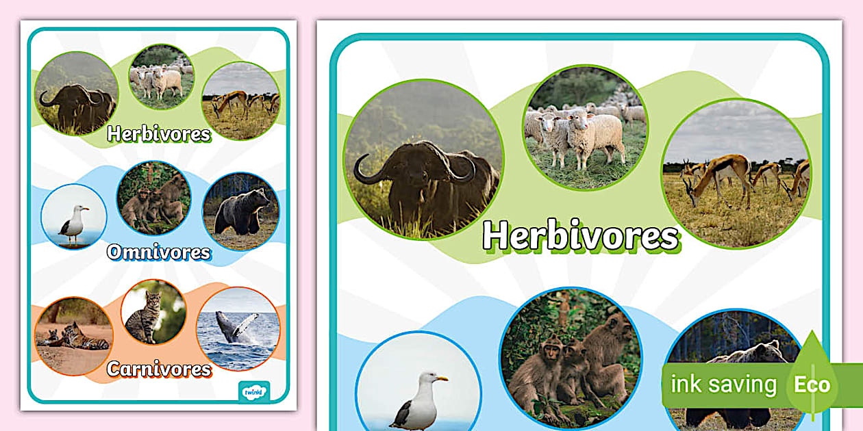 Herbivores, Omnivores and Carnivores Photo Display Poster