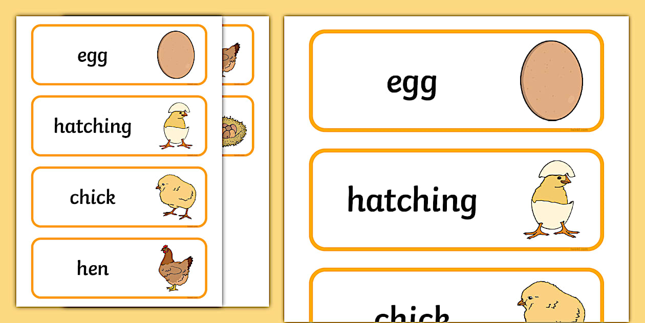 Cursive Life Cycle of a Hen Word Cards (teacher made)