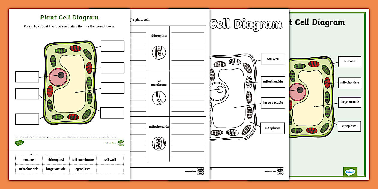 Simple Plant Cell Diagram Activity Pack