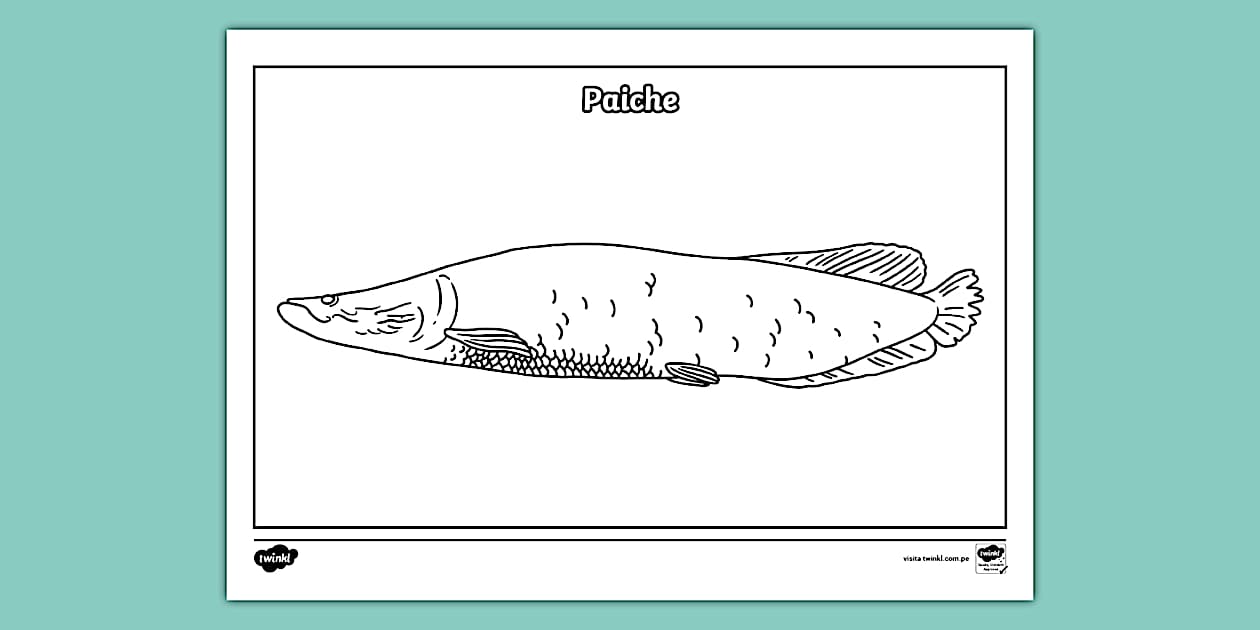 Hoja de colorear: Paiche | Personal Social Twinkl Perú