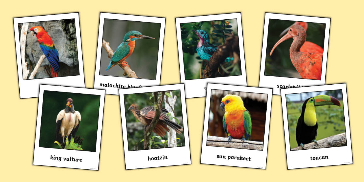 Rainforest Birds Instant Style Photo Display Images - Twinkl