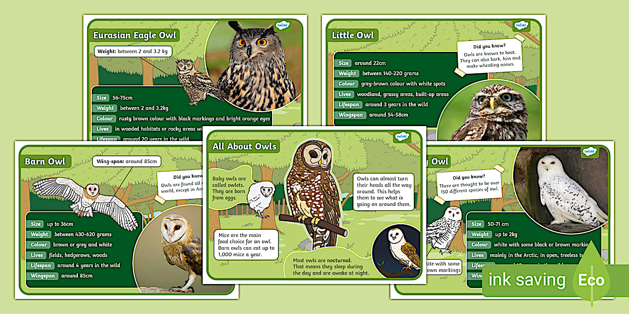 All About Owls Fact Files (teacher made) - Twinkl