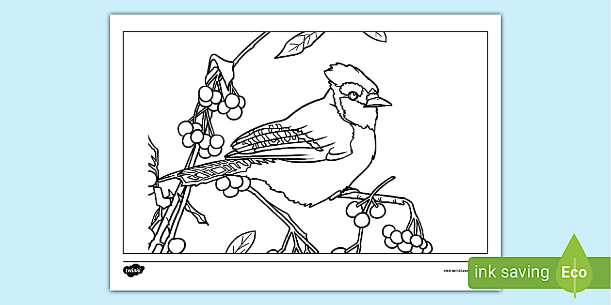 Blue Jay Bird Colouring Page – Twinkl Resources - Twinkl