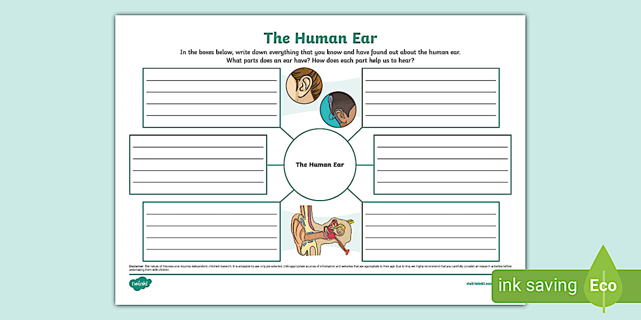 The Human Ear Mind Map (teacher made) - Twinkl