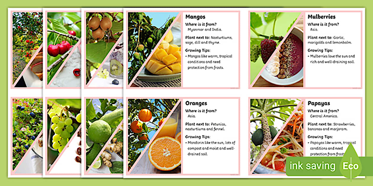 School Garden Informative Fruit Labels (teacher made)
