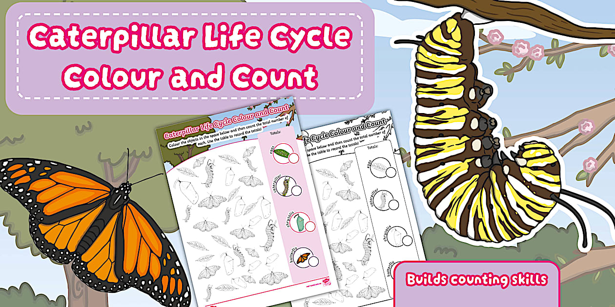 Caterpillar Life Cycle Colour and Count Worksheet