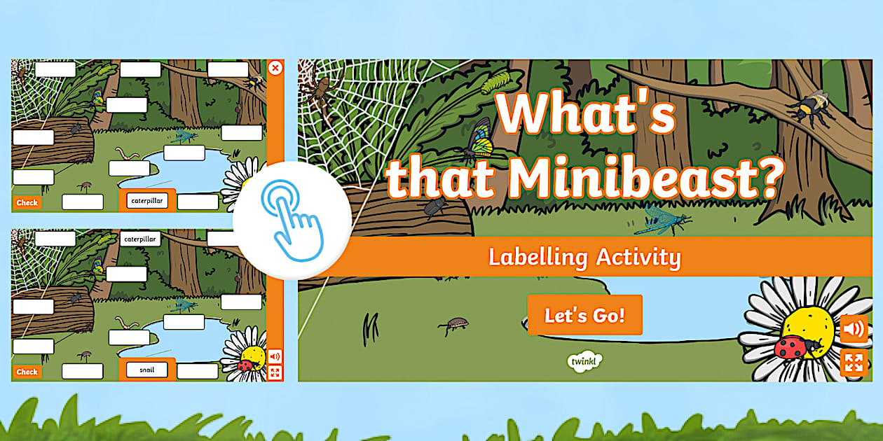 What's That Minibeast? Label a Minibeast Activity - Twinkl