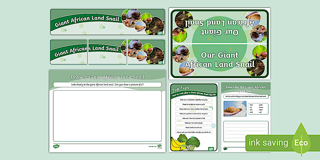 Giant African Land Snail Set-Up Pack - Animals - KS1