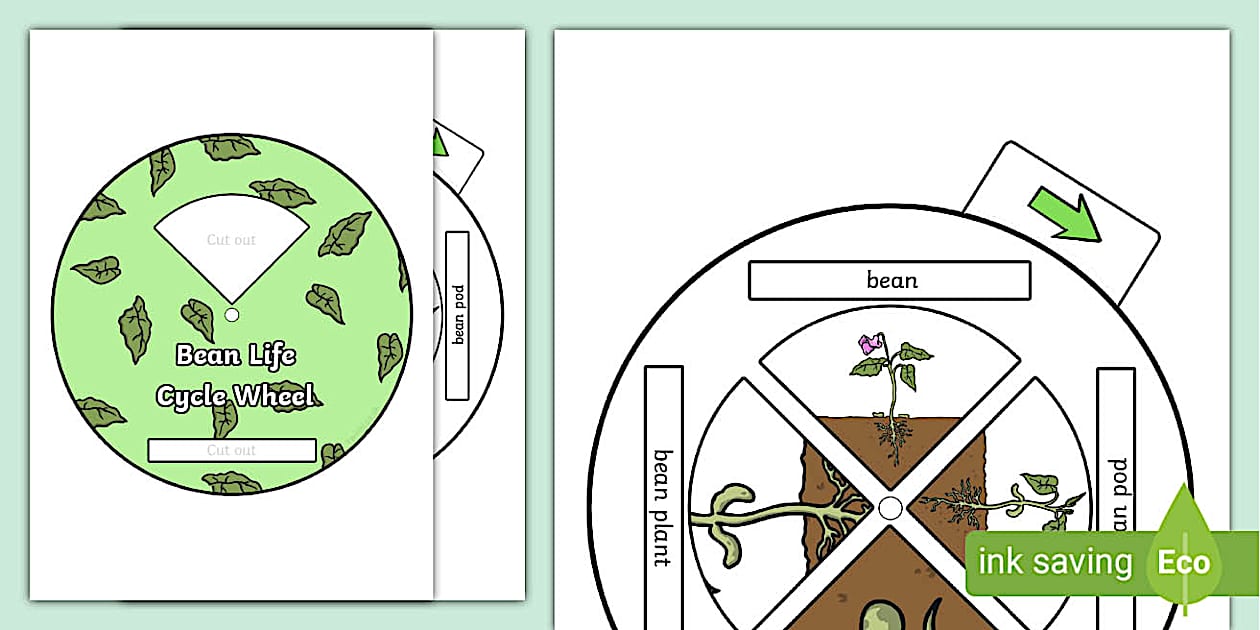 Bean Life Cycle Spin Wheel (Hecho por educadores) - Twinkl