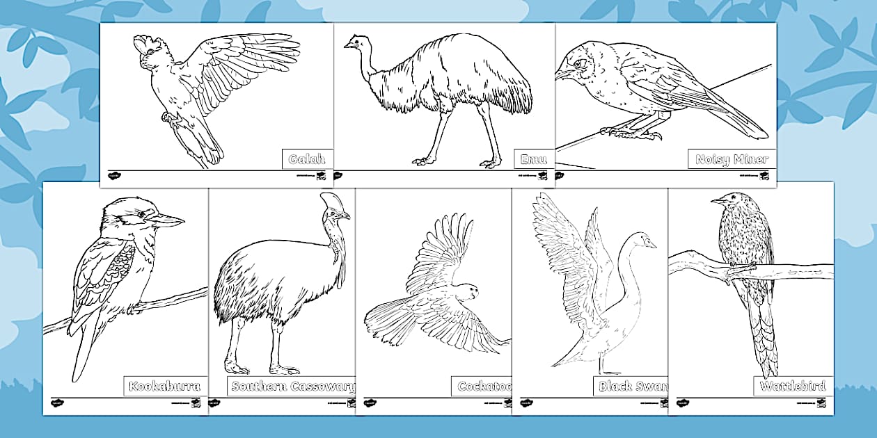 Birds of Australia Colouring Sheets (teacher made) - Twinkl