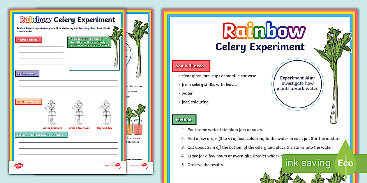 Rainbow Celery (Science Experiment). (Teacher-Made) - Twinkl