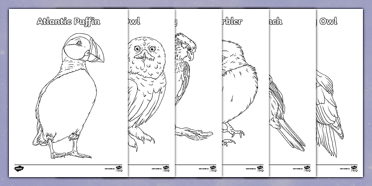 Canadian Birds Colouring Pictures | Twinkl - Twinkl