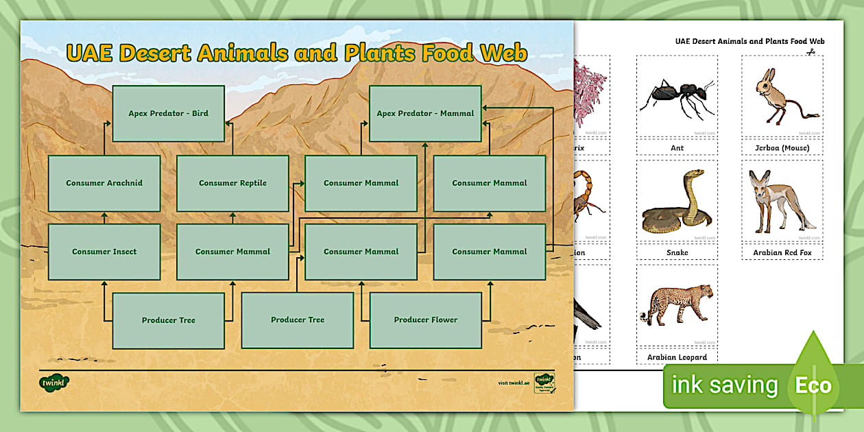 KS2 UAE Desert Animals and Plants Food Web Activity - Twinkl