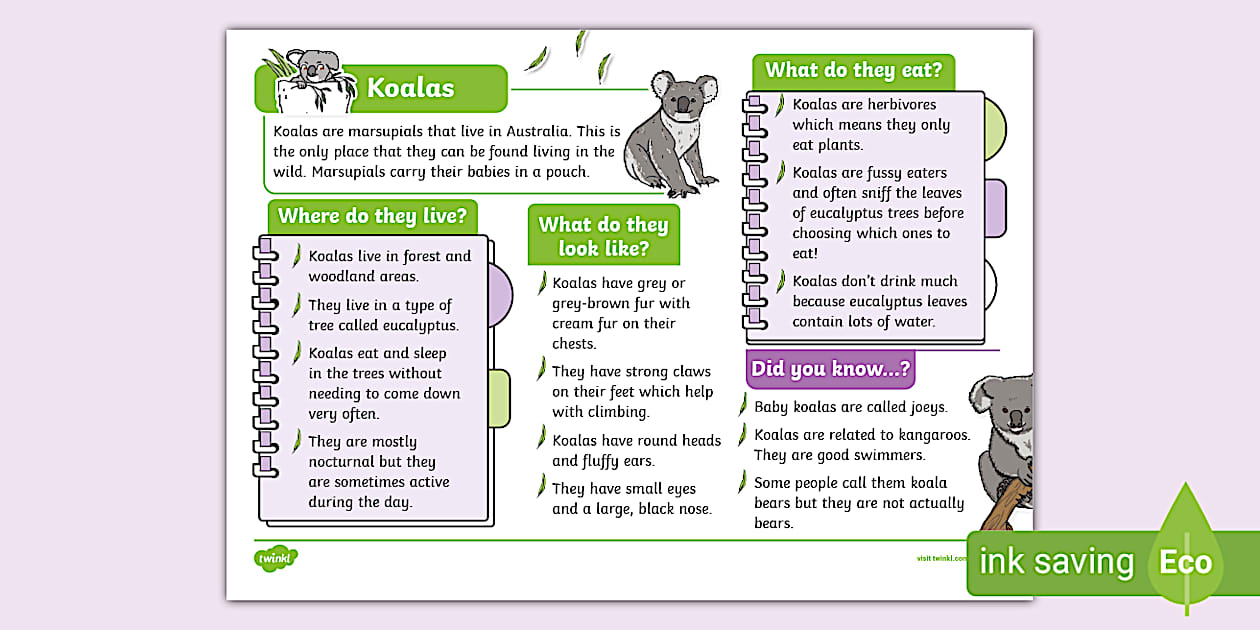 Koala Fact File - Twinkl - KS1 (teacher made) - Twinkl