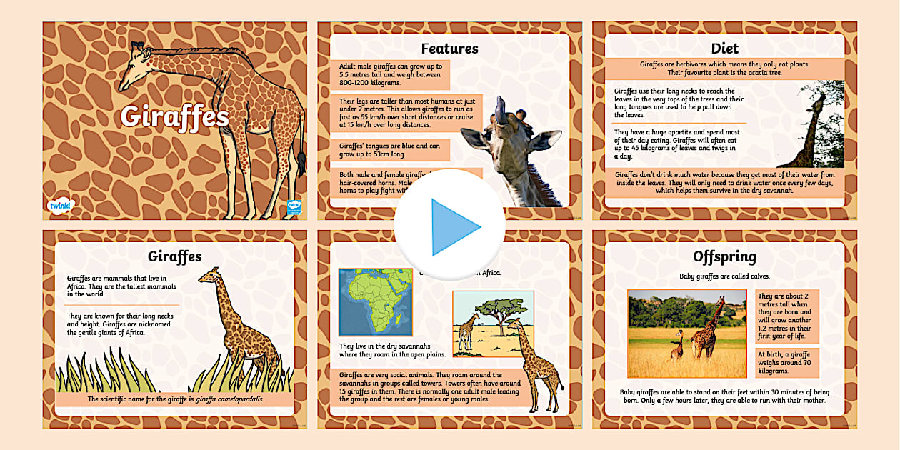 F-2 Giraffe Powerpoint (Teacher-Made) - Twinkl