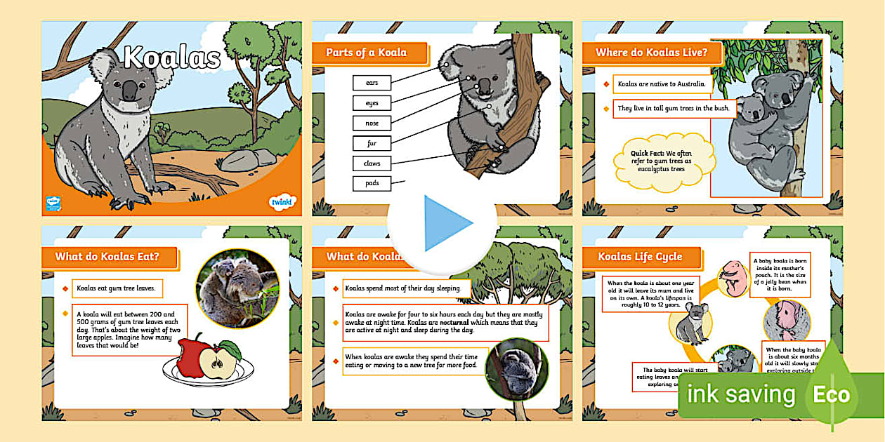 All About Koalas PowerPoint (teacher made) - Twinkl