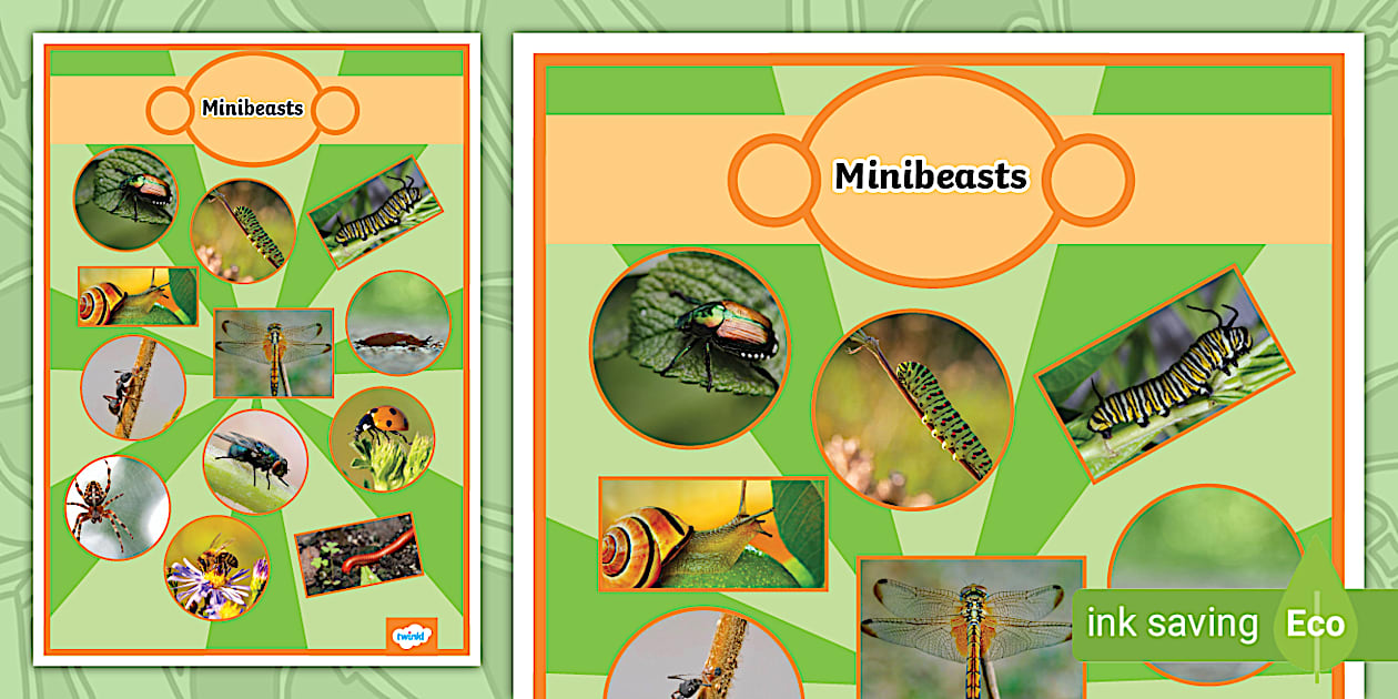 Minibeasts Photo Display Poster (teacher made) - Twinkl