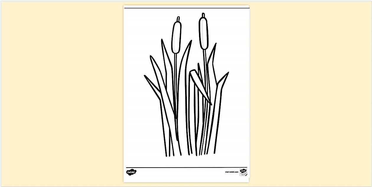 Reeds Colouring | Colouring Sheets (Teacher-Made) - Twinkl