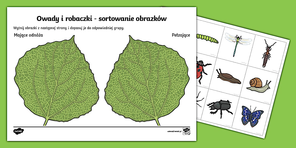 Owady i robaczki | Stawonogi i pełzające | Sortowanie