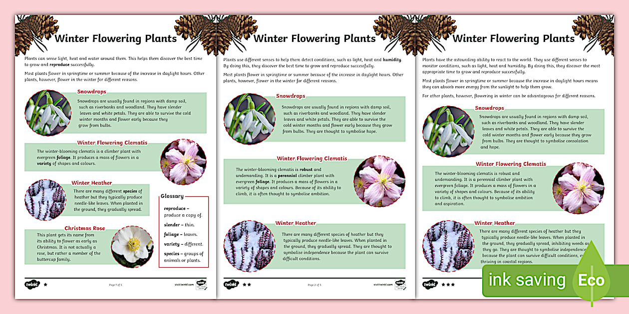 Winter Flowering Plants Fact File (teacher made) - Twinkl
