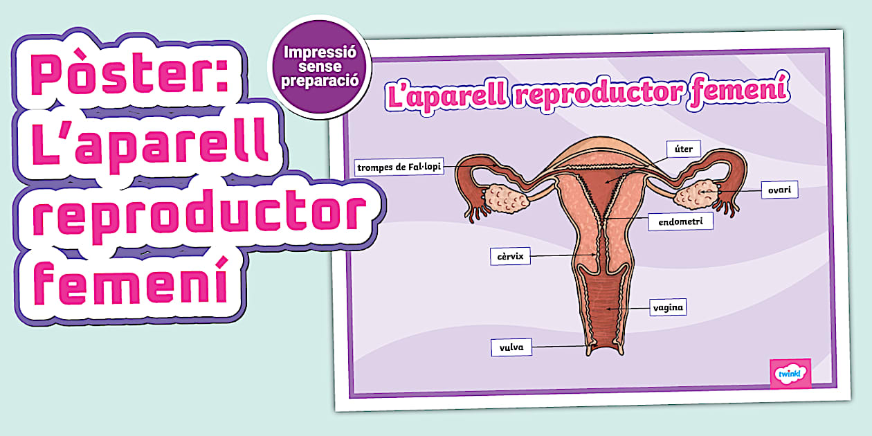 Pòster: L'aparell reproductor femení - Català