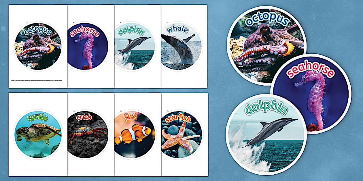 Sea Creatures Circle Display Photo Cut-Outs - Twinkl
