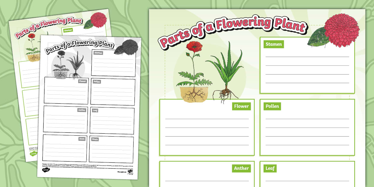 Parts of a Plant Fact File Template (teacher made) - Twinkl