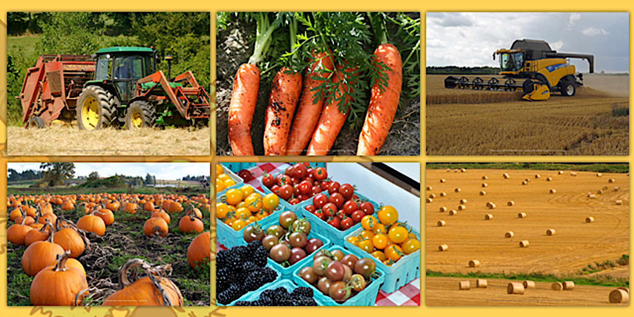 Harvest Photo Clip Art Pack (teacher made) - Twinkl