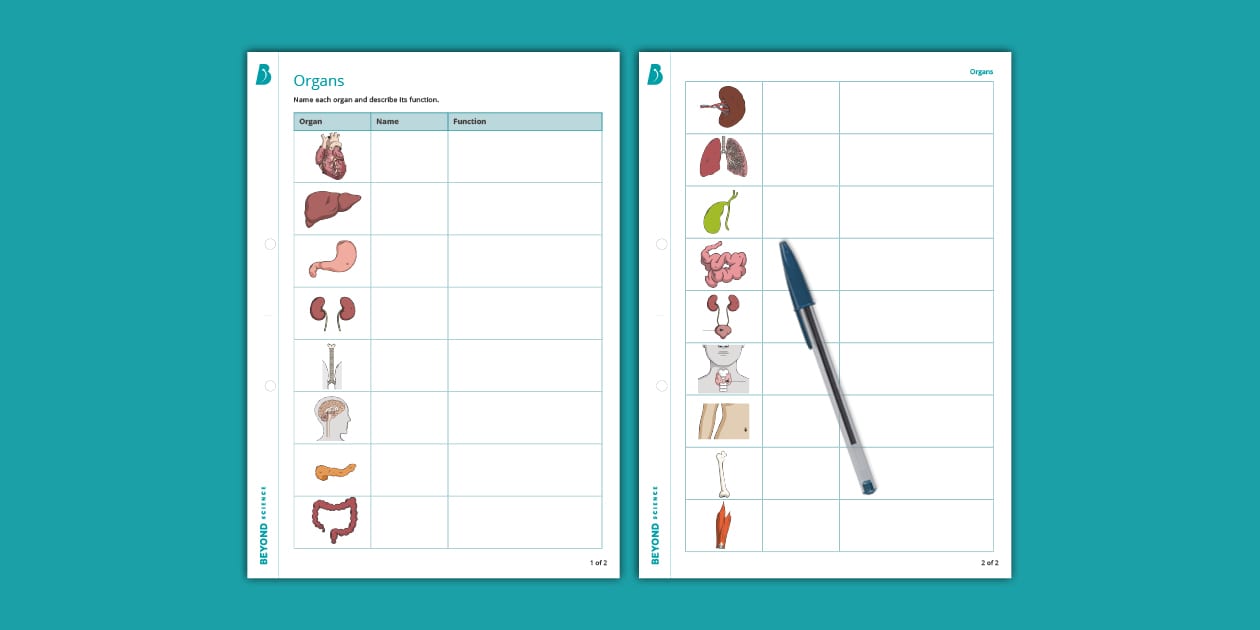 Organs Worksheet | KS3 Biology | Beyond Science - Twinkl
