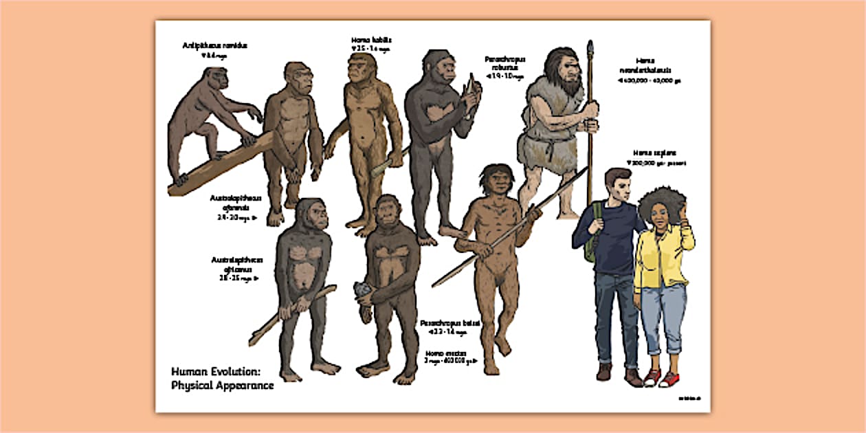 Human Evolution Physical Appearance Diagram (teacher made)