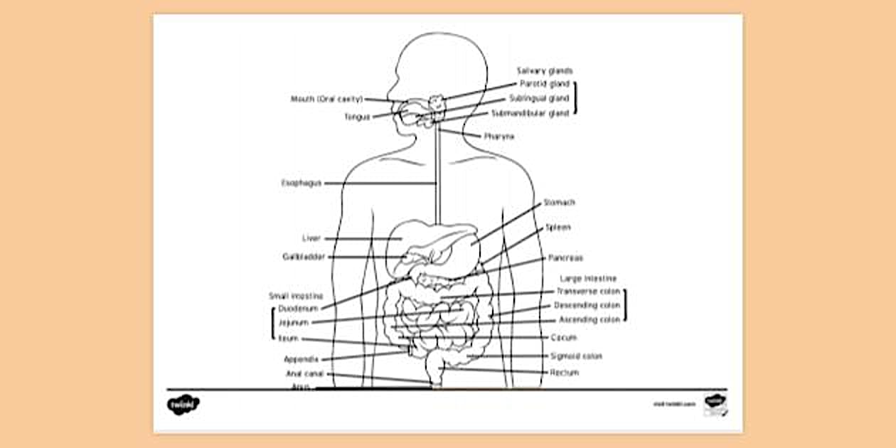 Human Digestive System Labelled Colouring | Colouring Sheets