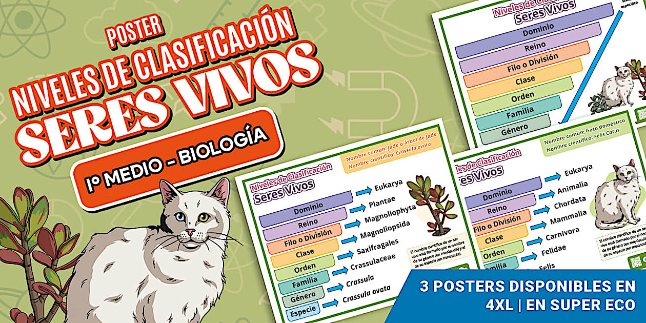 Pósteres | Niveles de Clasificación | Biología | I° Medio