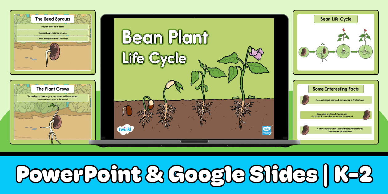 Life Cycle of a Bean Plant PowerPoint | Science Resources