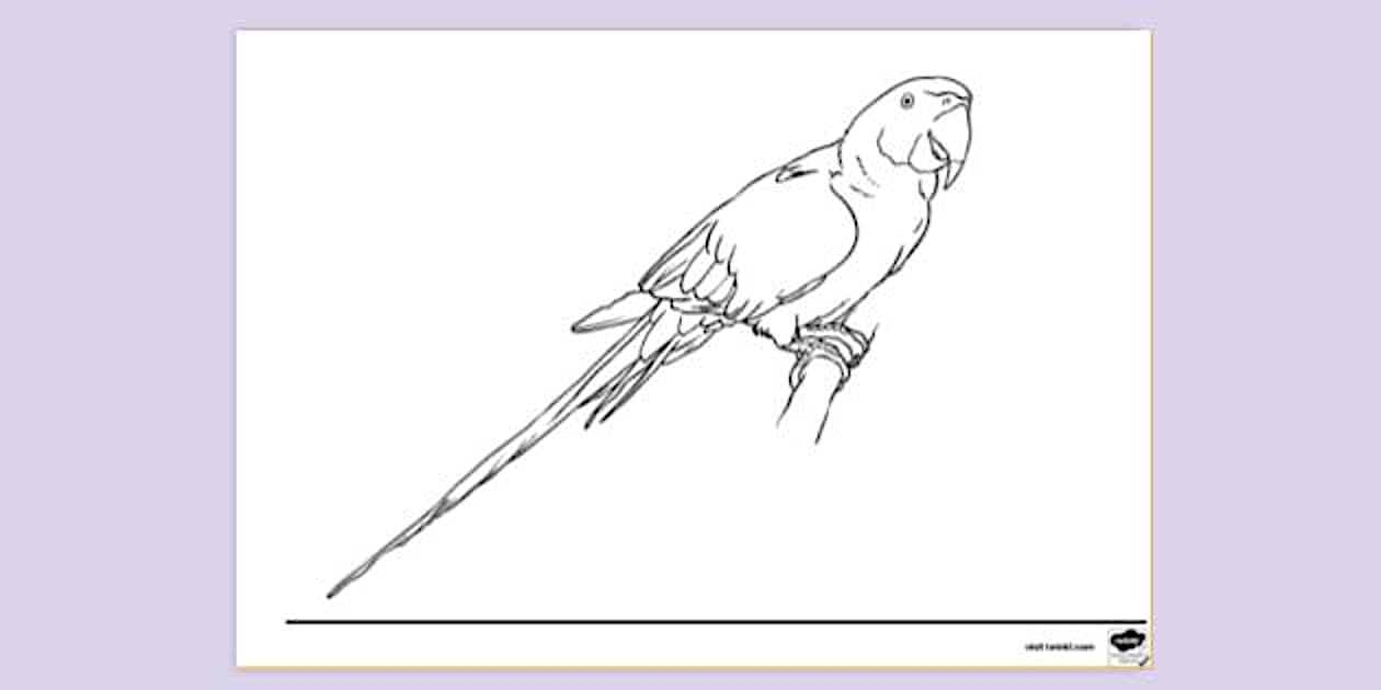 Curious Parrot Colouring Sheet | Colouring Pages - Twinkl