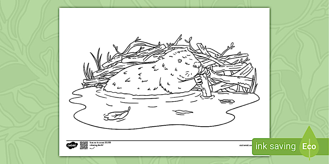 Beaver Building Colouring Sheet (Teacher-Made) - Twinkl