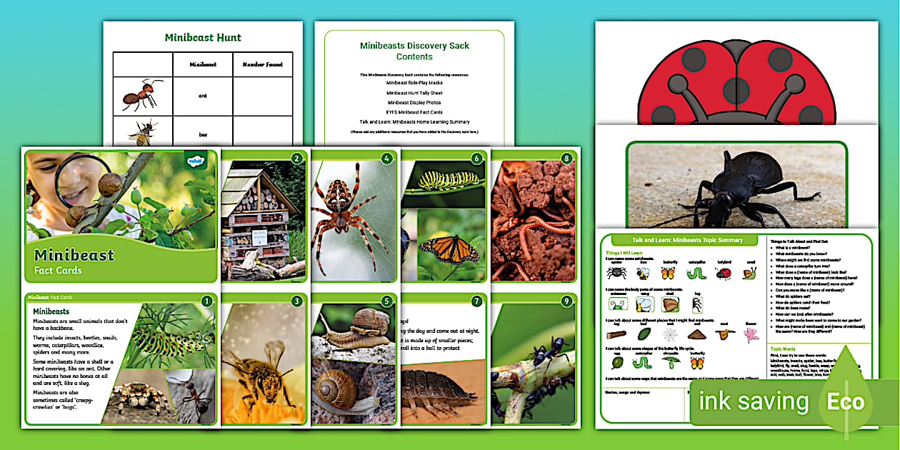 EYFS Minibeasts Discovery Sack | Twinkl (teacher made)