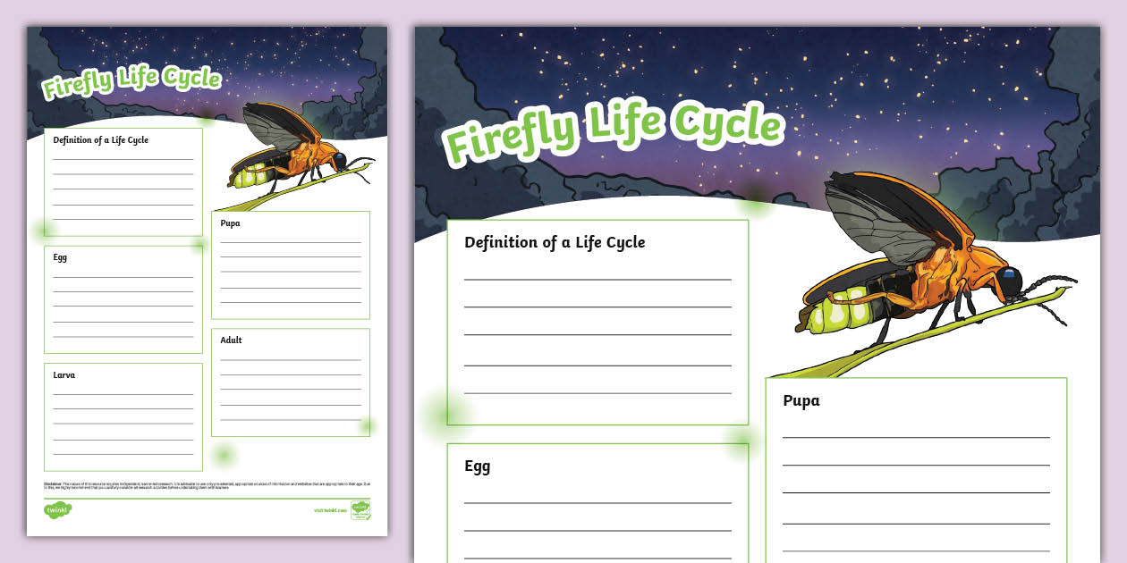 Firefly Life Cycle Fact File Template (teacher made)