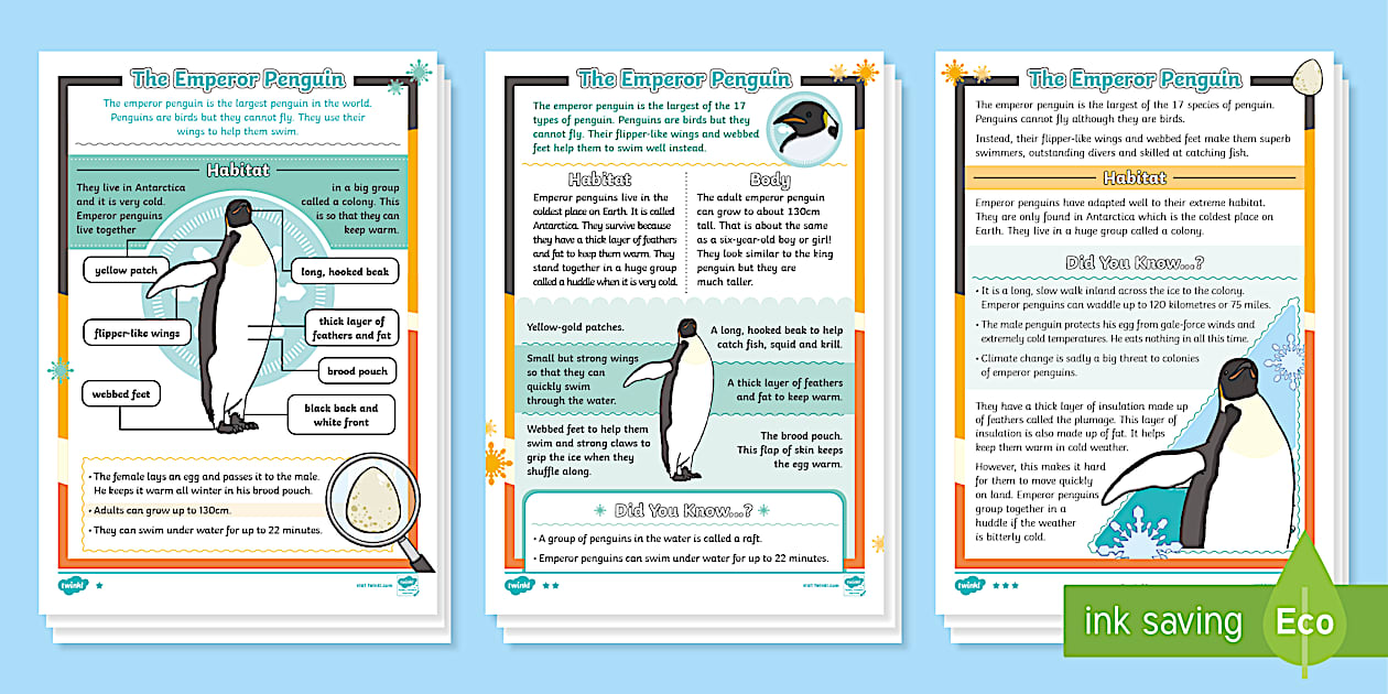 Emperor Penguin Life Cycle Reading Comprehension - Twinkl