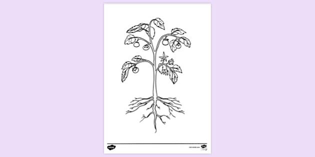 Tomato Plant Colouring Page | Colouring Sheets