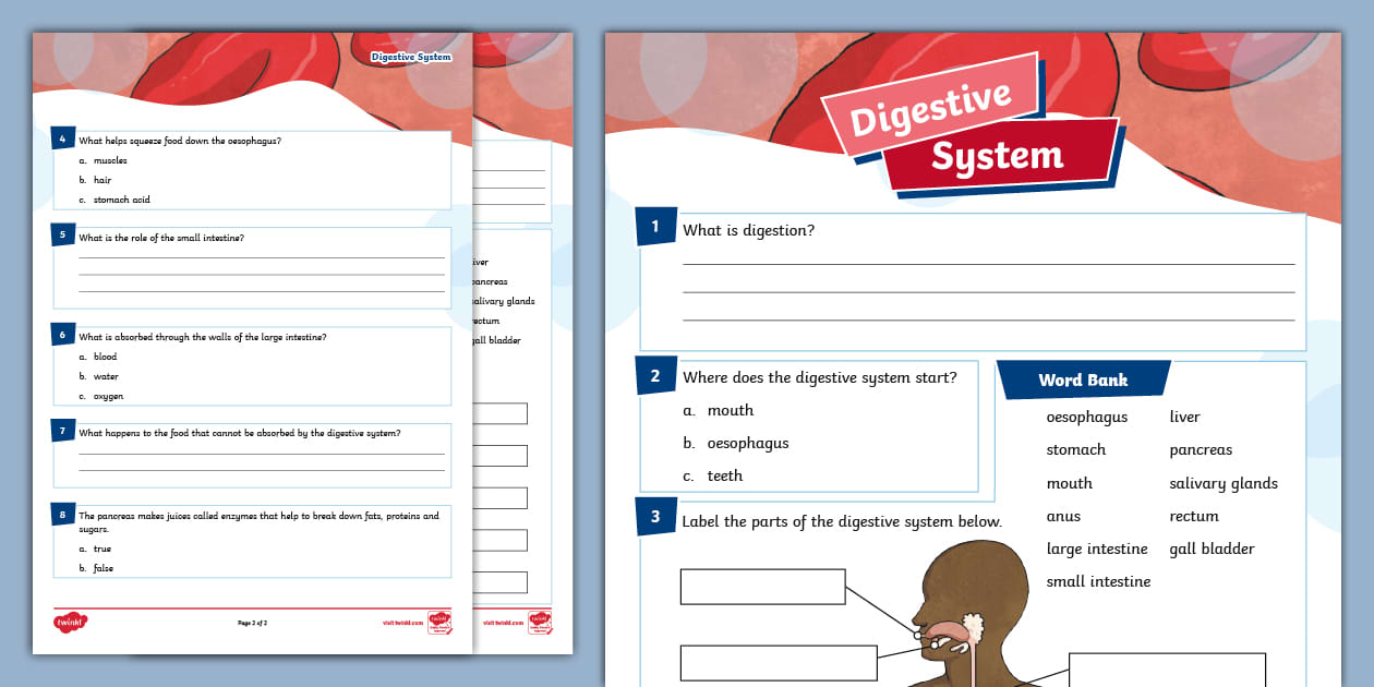 KS2 Digestive System Quiz (nauczyciel wykonał) - Twinkl